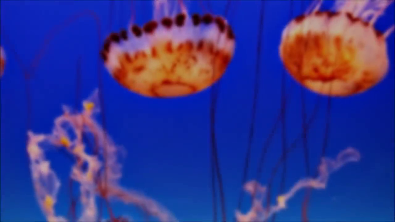 Jellyfish Object Detection Dataset by Ticon Dataset