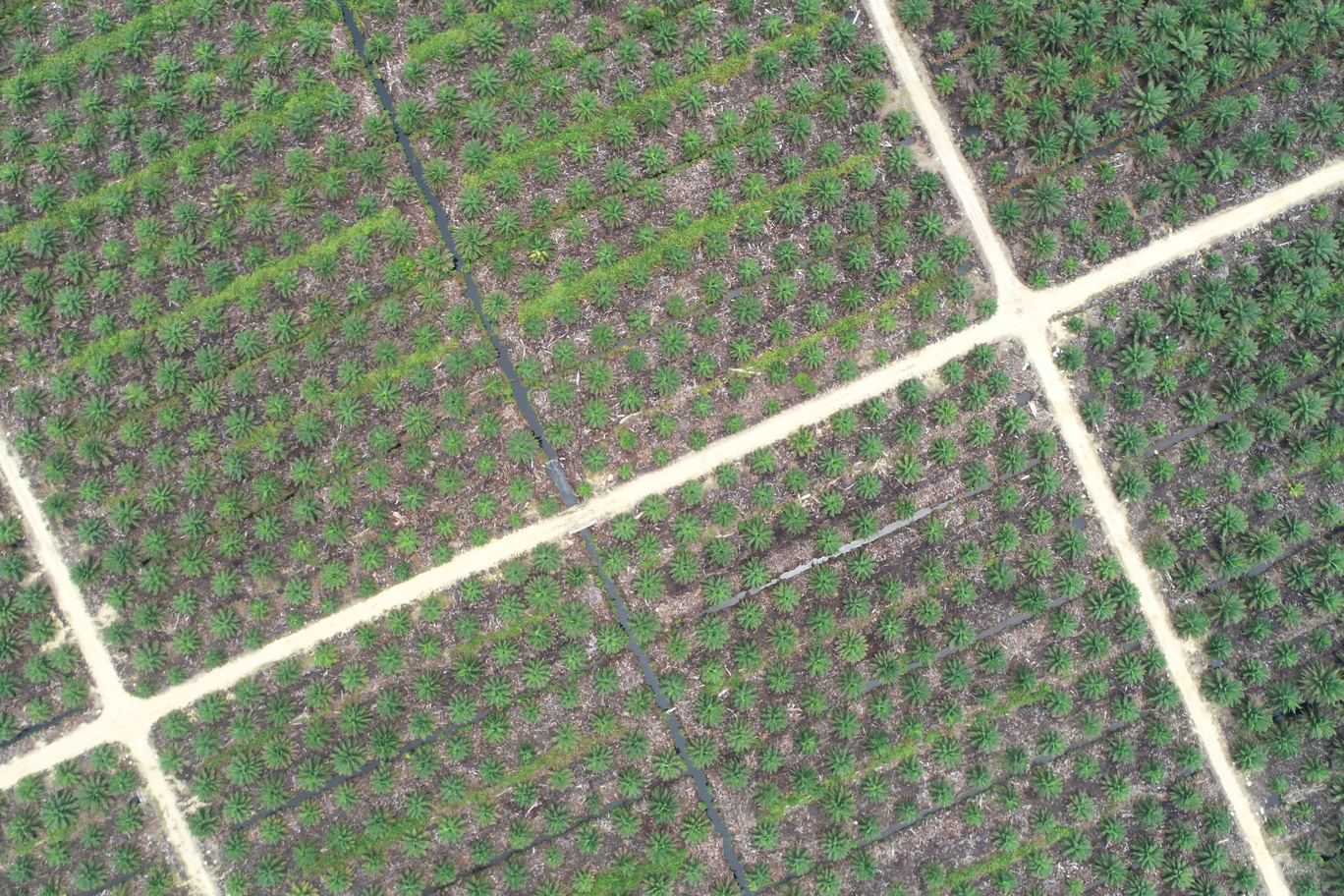 Palm Oil Object Detection Dataset By Palm Oil Image