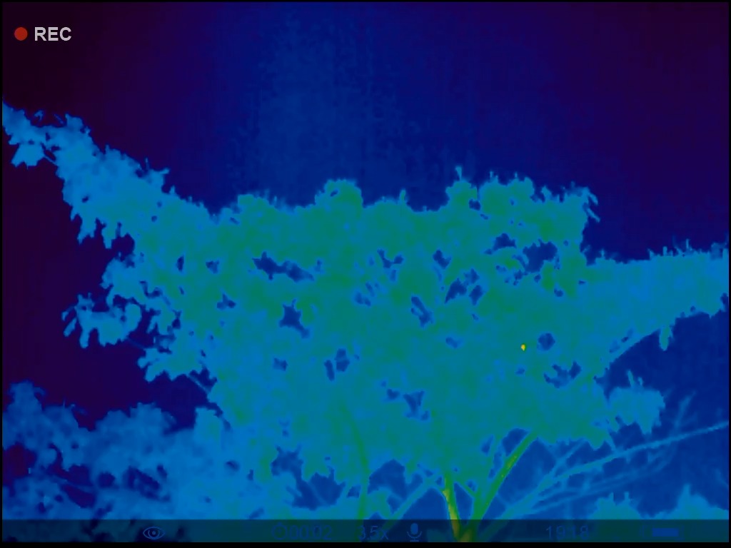 thermal bat Object Detection Dataset by bats