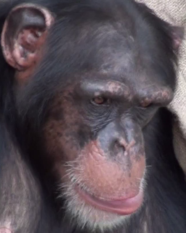 Chimp Face 1 Classification Dataset by MergeofData