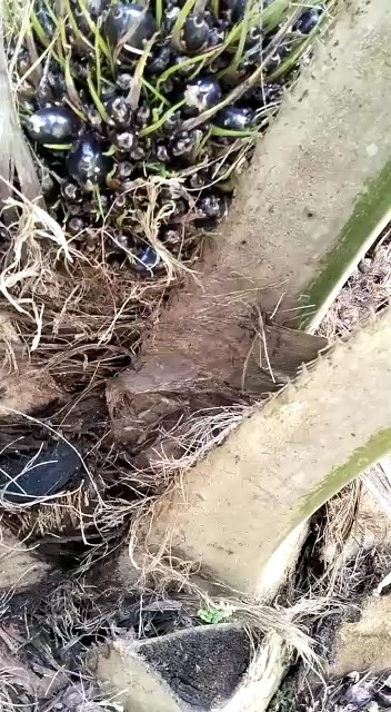 Palm Ripeness Detection Object Detection Dataset And Pre Trained Model
