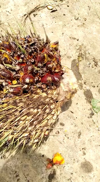 Palm Ripeness Detection Object Detection Dataset And Pre Trained Model