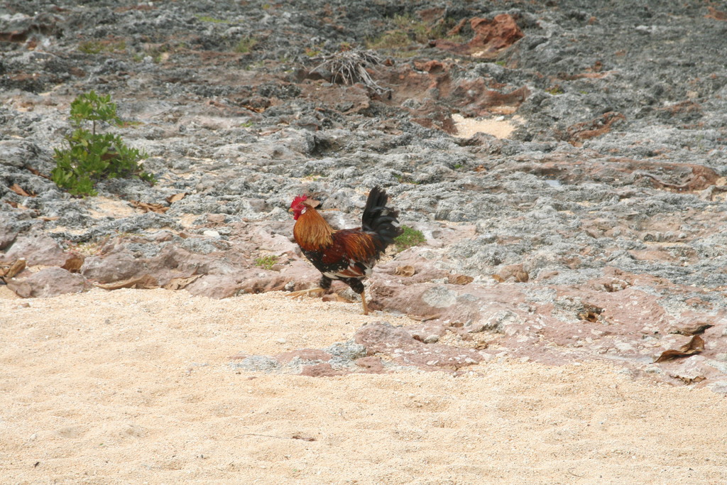 Chicken Object Detection Dataset by z Camp Cool Drink