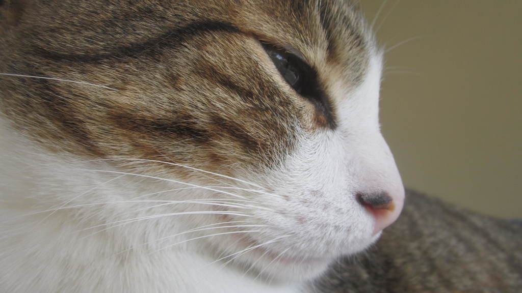 Cat Object Detection Dataset by z Camp Cool Drink