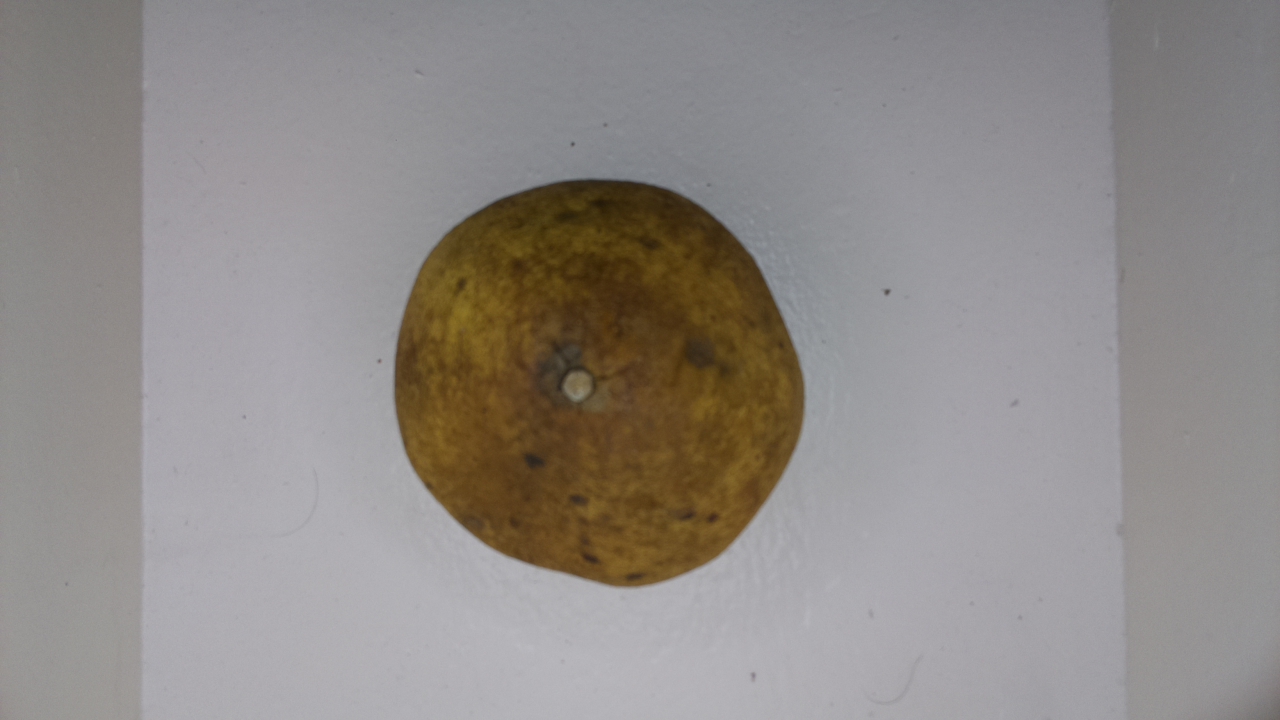 2pomelo Ripeness Detection Using Yolov7 Network Object Detection Dataset V1 2023 08 05 10 58pm
