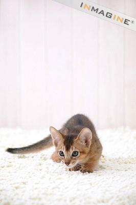 pets Object Detection Dataset by Tron