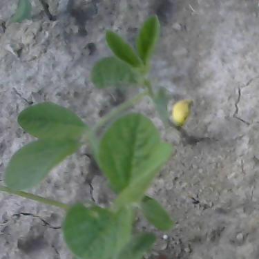 How to Use the Weed Detection v1 Object Detection API