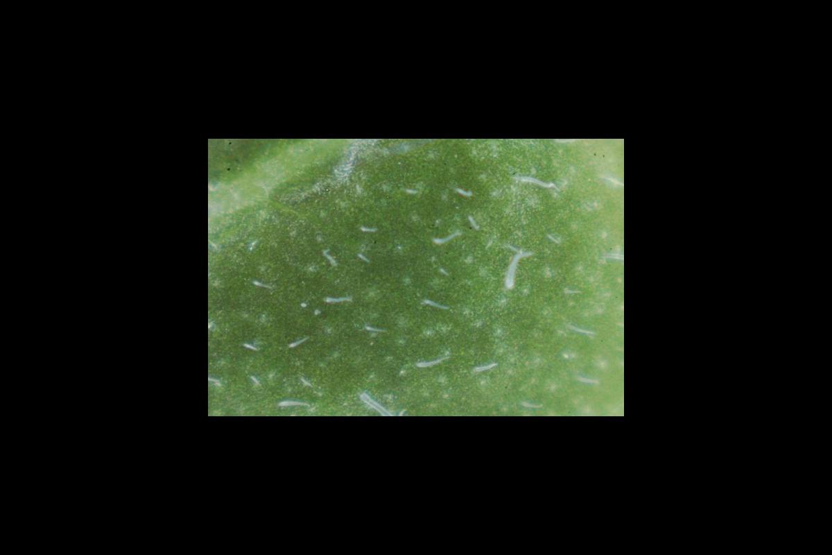 Chilense Trichome Xx Object Detection Dataset V1 2023 07 17 5 45pm