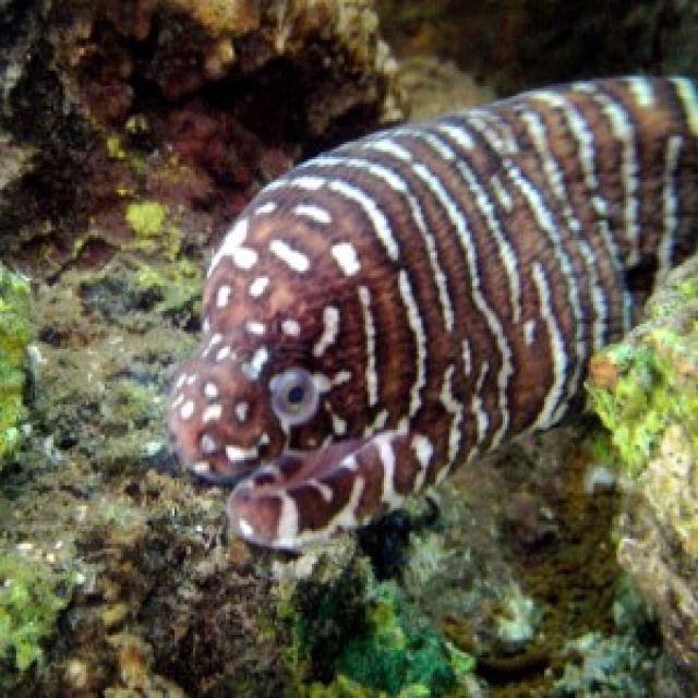 Uod Object Detection Dataset By Techno