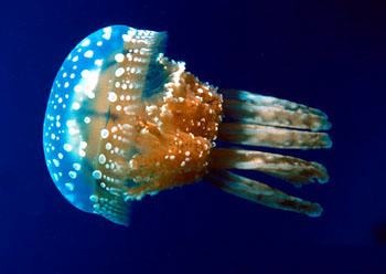 dididi (dididi-iyjkv) - Roboflow Universe