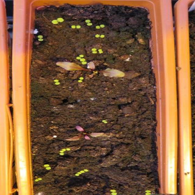 weedDetector Object Detection Dataset and Pre-Trained Model by Lazar ...