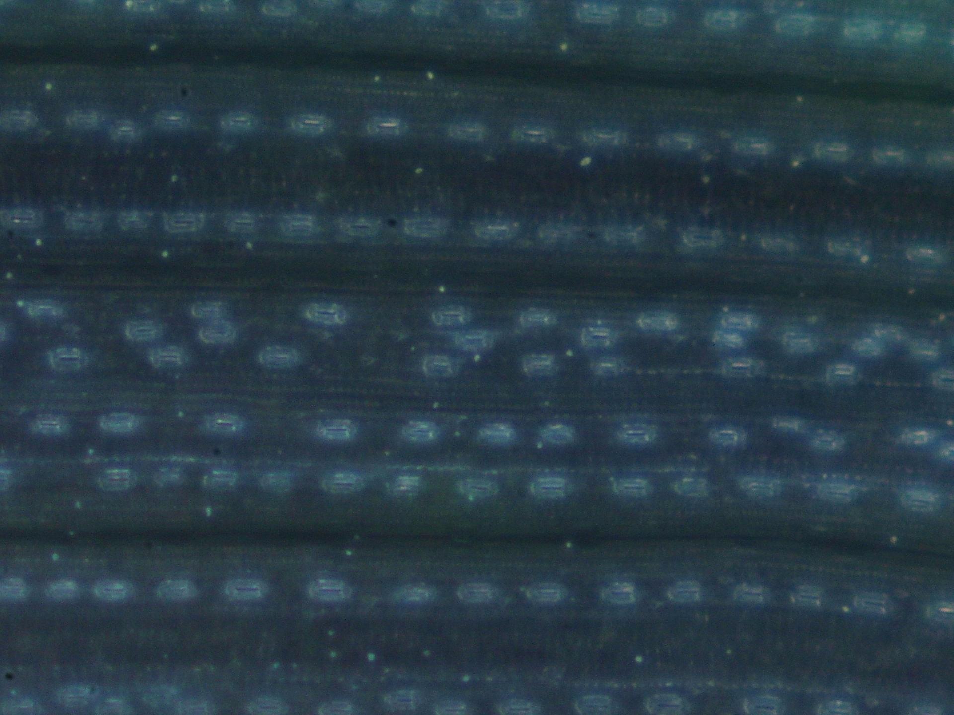 Stomata Detection Roboflow Universe