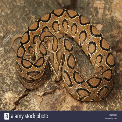 Snakes Object Detection Dataset and Pre-Trained Model by Bohol Island ...