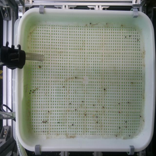 seed_sprout Object Detection Dataset by seed