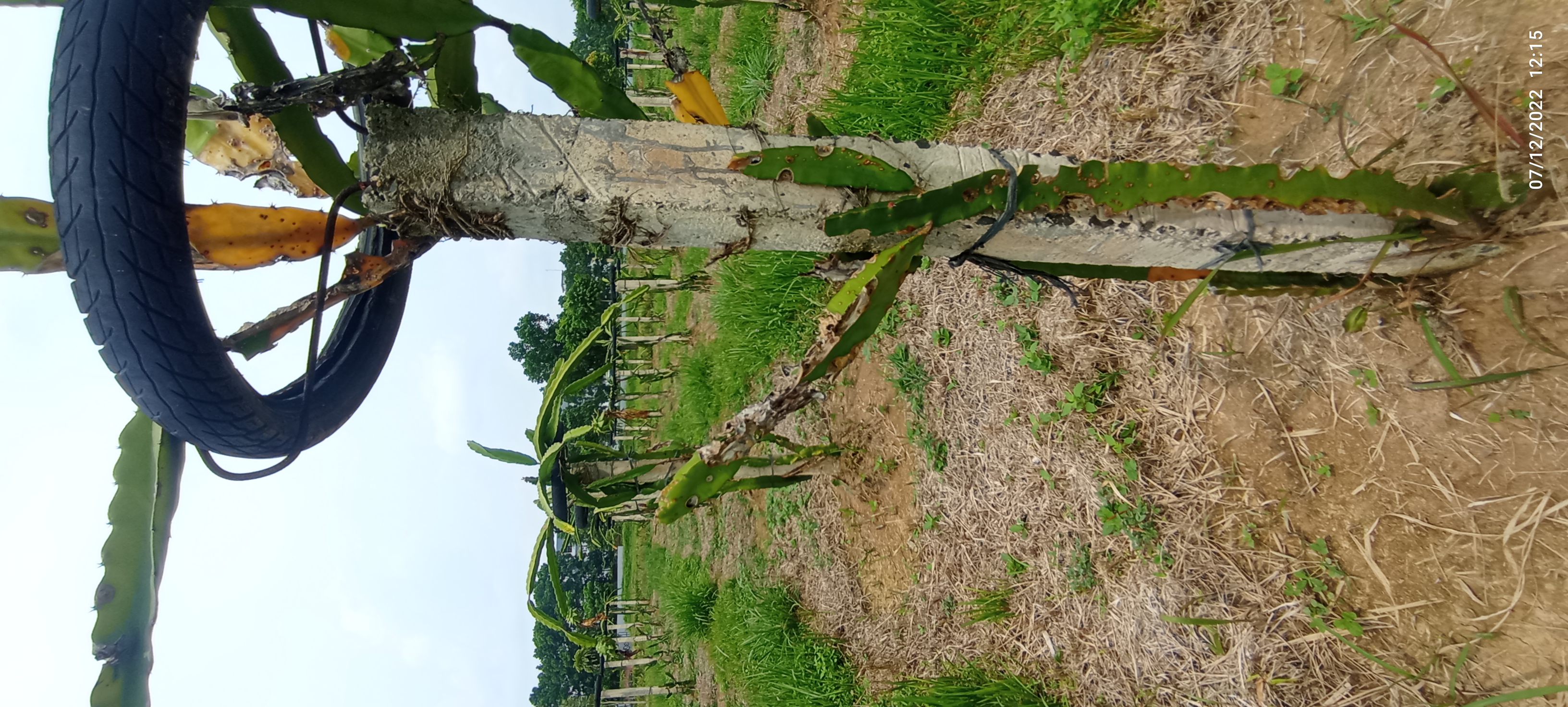 Penyakit Dragon Fruit Object Detection Dataset V1 2022 12 19 1 00am