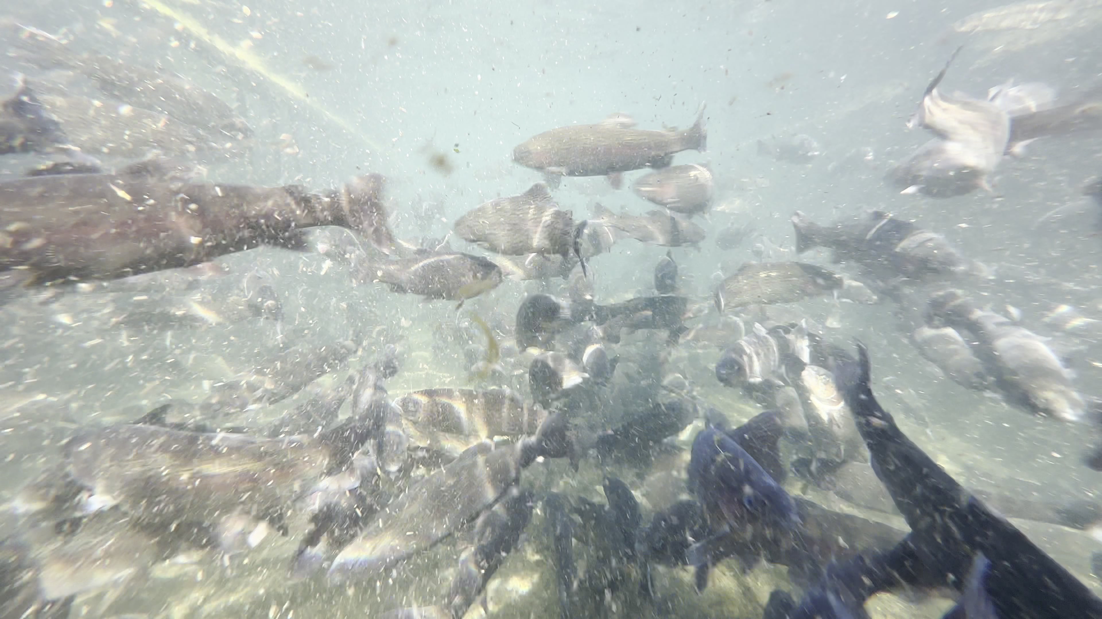 Fish Object Detection Dataset by Jack