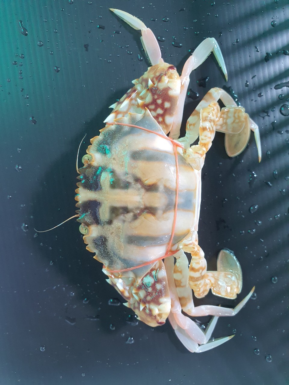 3 Crab Object Detection Dataset By Thai