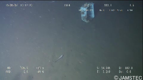 underwater trash detection Object Detection Dataset by yolotaco