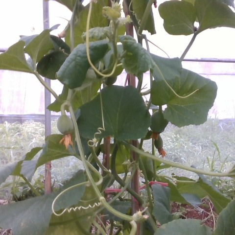 Melon Object Object Detection Dataset and Pre-Trained Model by school