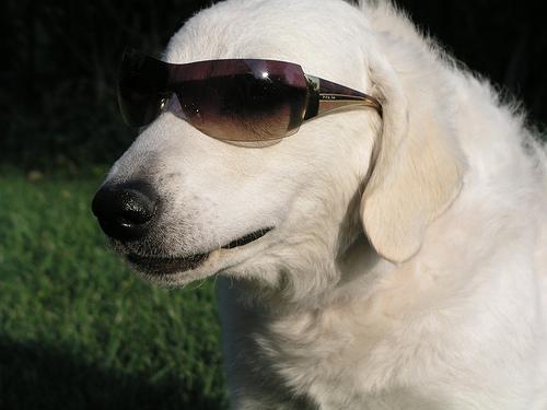 dog Object Detection Dataset by new-workspace-zt3yh