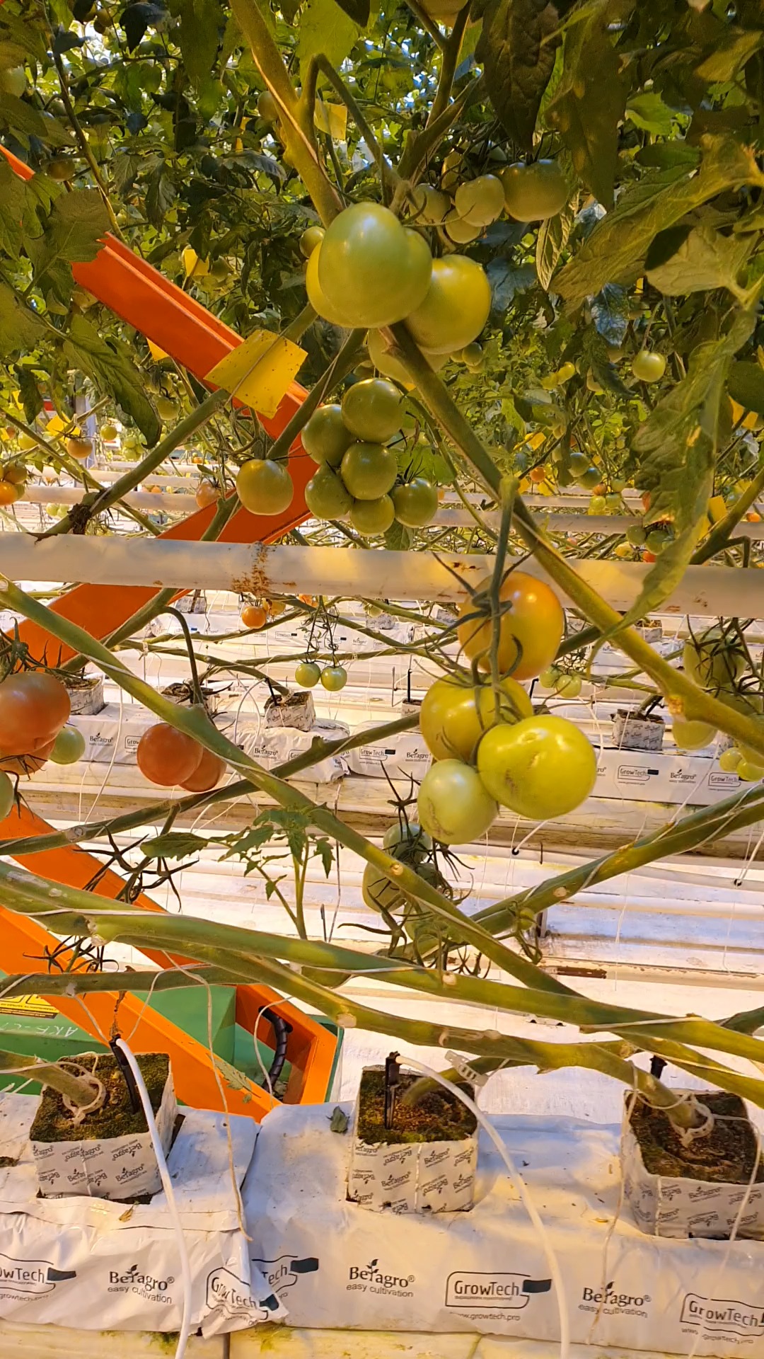 Tomato Object Detection Dataset and Pre-Trained Model by Agrobot