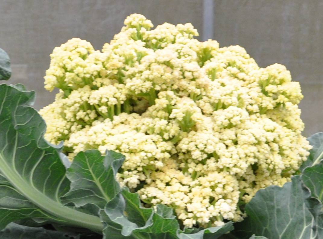 brocoli&tree2 Object Detection Dataset by Taylor Huang