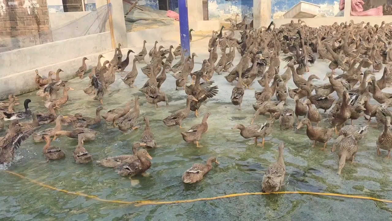 Linwu Duck Object Detection Dataset and Pre-Trained Model by HUNAU CSECL