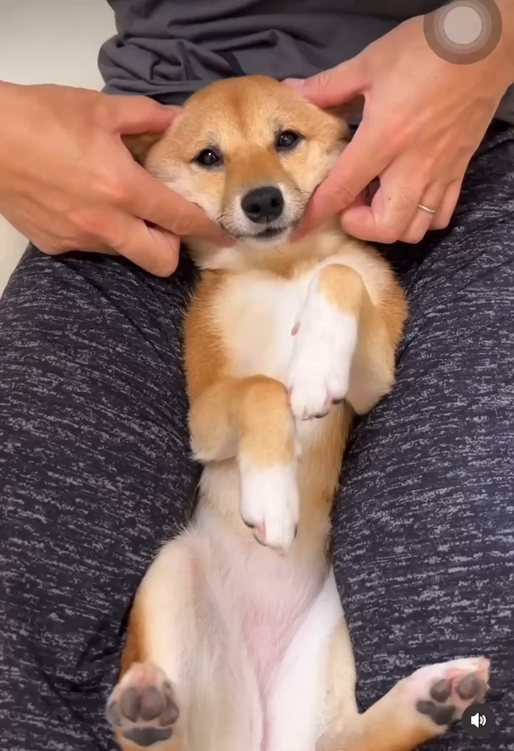 dog breed Object Detection Dataset and Pre-Trained Model by project-1jfx9