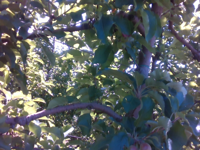 Tree branch detection Semantic Segmentation Dataset and Pre-Trained Model by FYP