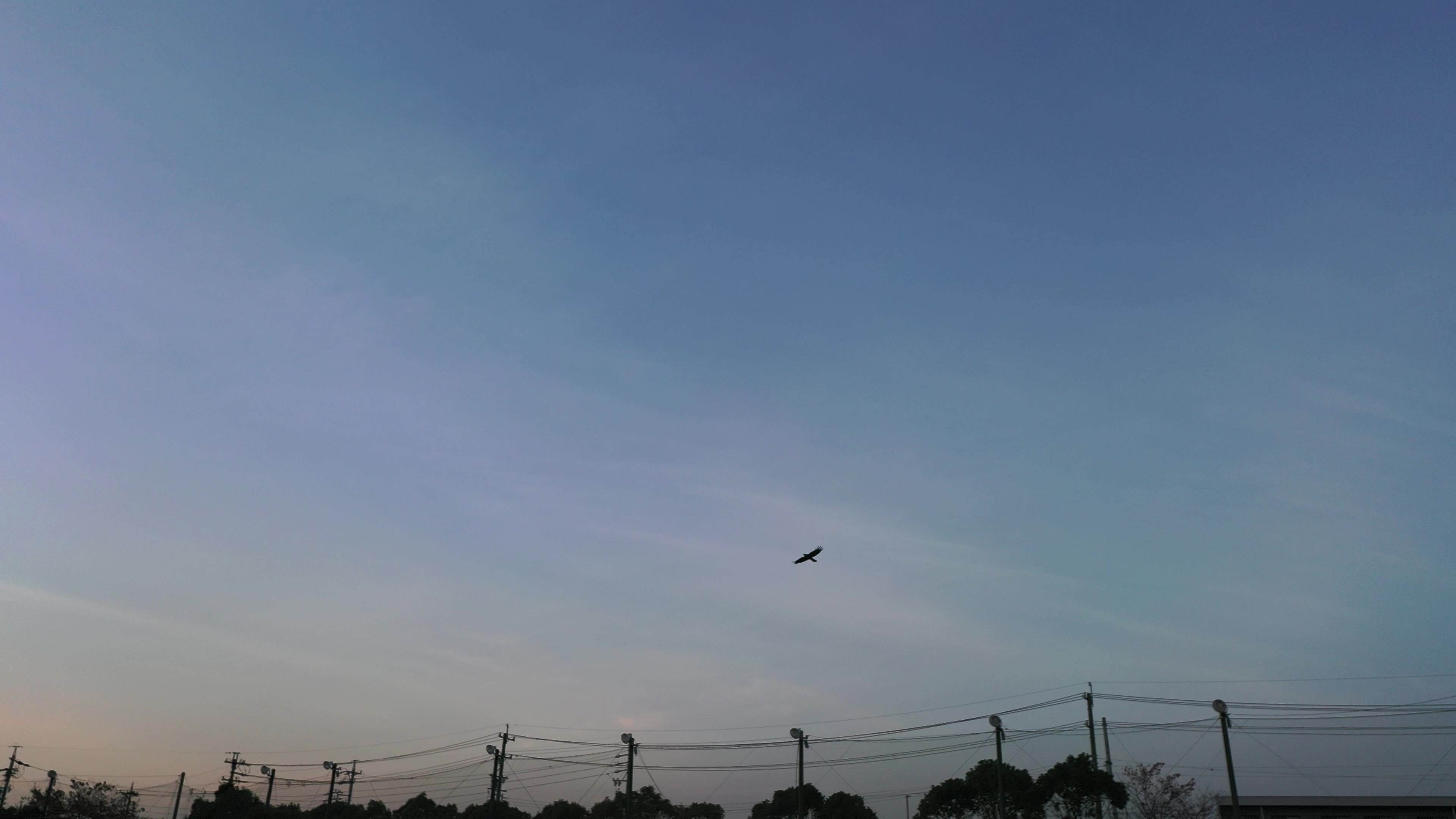 Birds Dataset Object Detection Dataset By Sadaf