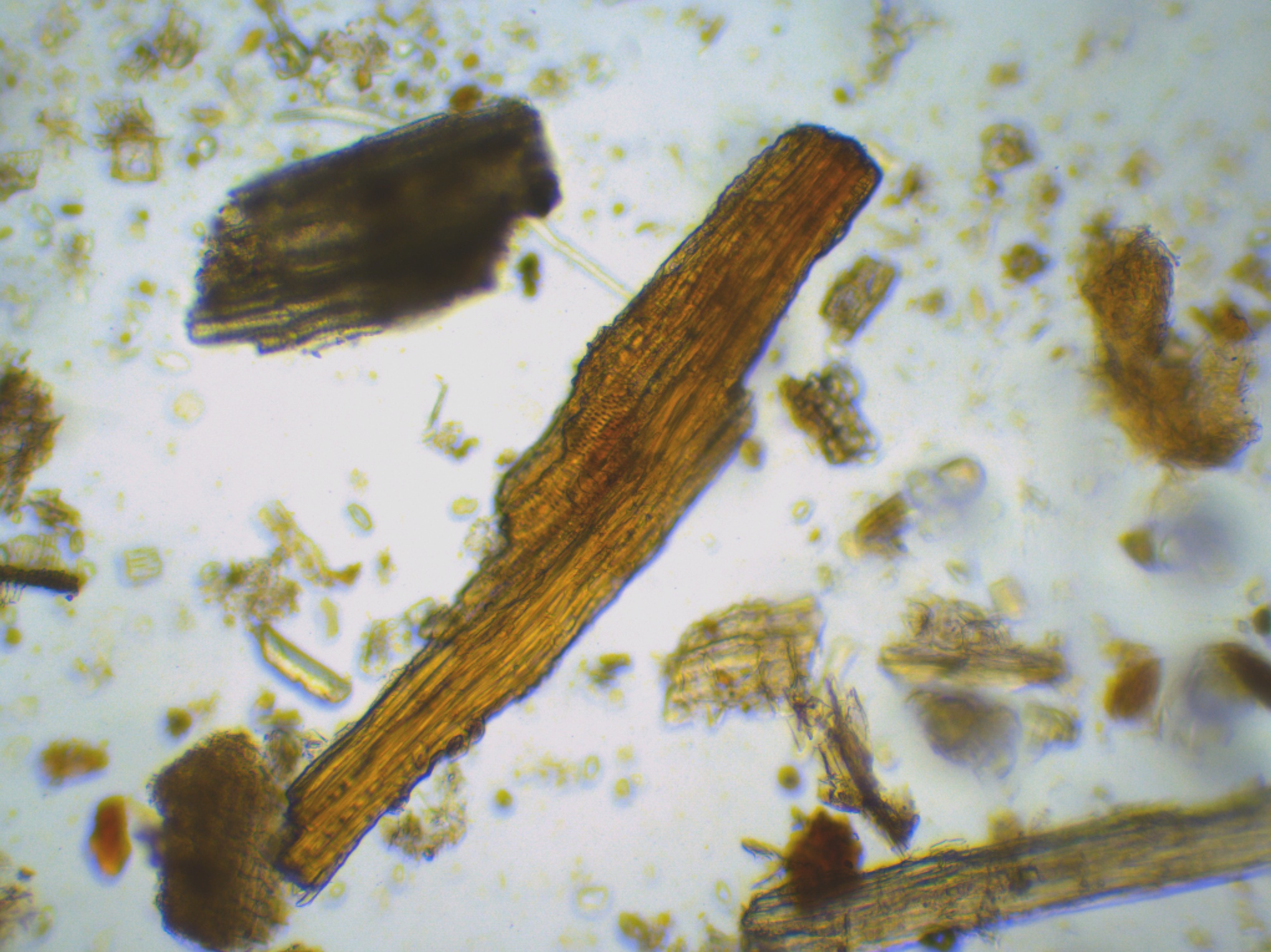 Classification of Indian Herbal Plants based on powder microscopic images Object Detection ...