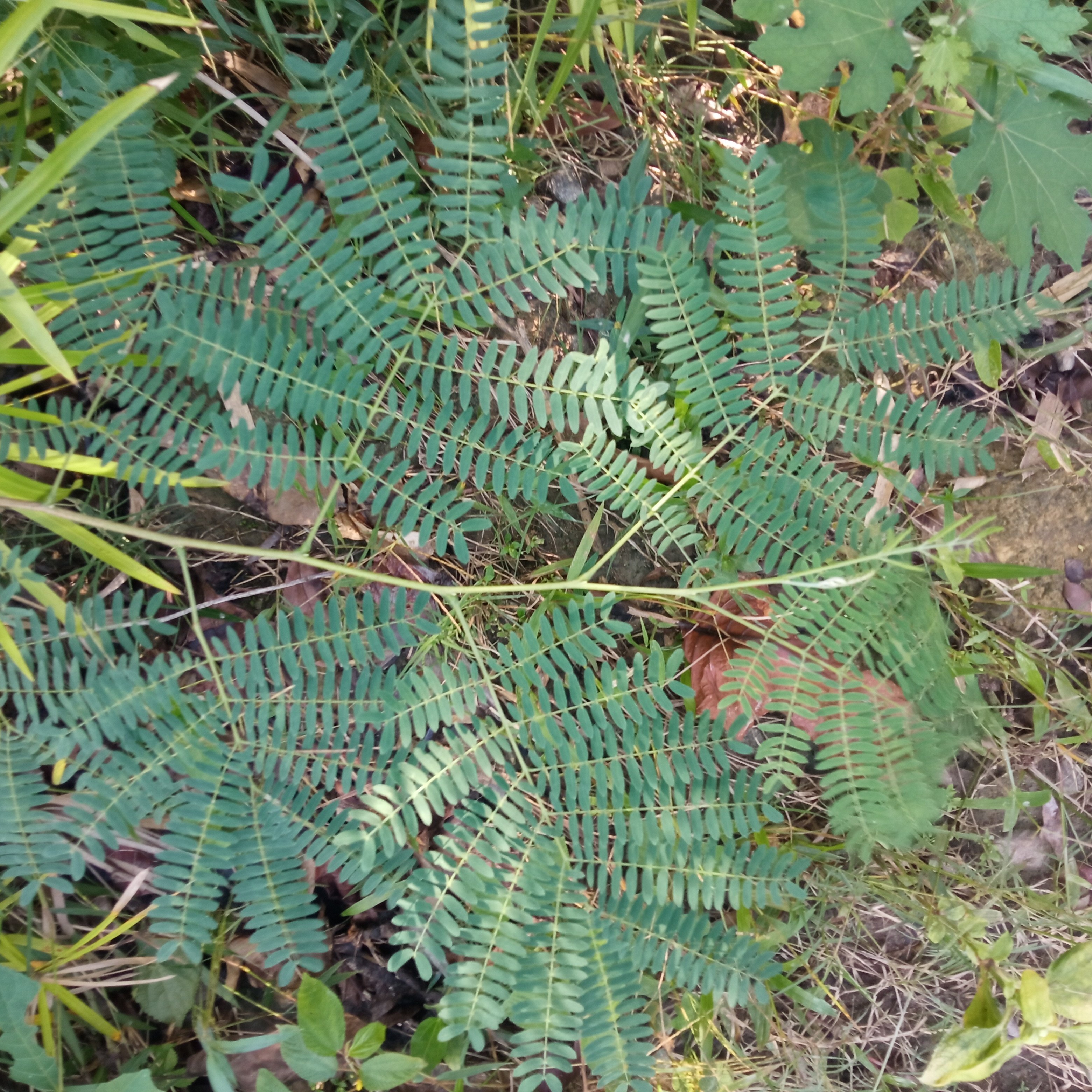 Top Gmelina Datasets and Models | Roboflow Universe