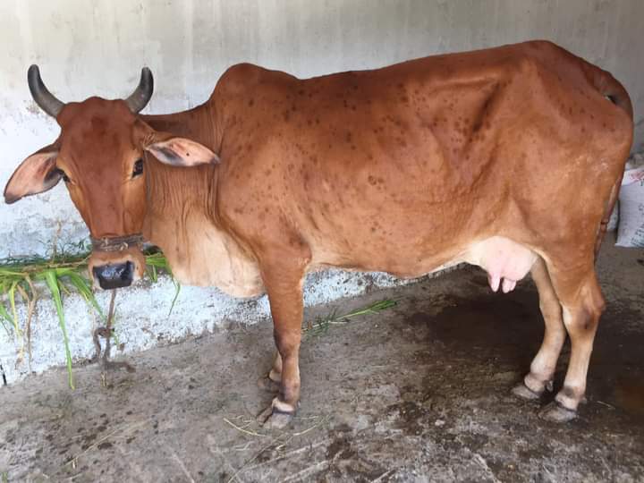 lumpy skin Classification Dataset and Pre-Trained Model by lumpy skin123