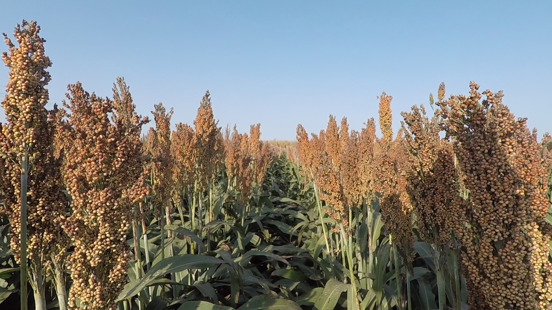 Sorghum detection Object Detection Dataset (v13, 2022-09-25 11:27pm) by ... Sorghum detection Object Detection Dataset (v13, 2022-09-25 11:27pm) by ...