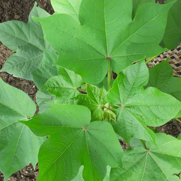 Cotton Model Object Detection Dataset By Akshad Malegaonkar