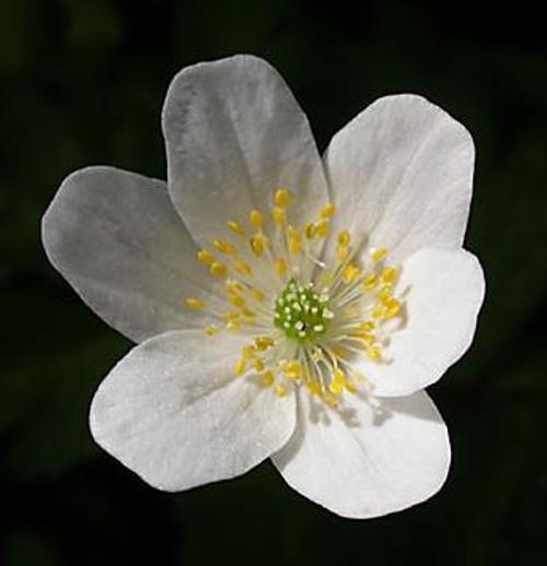 Flowers Segmentation Instance Segmentation Dataset By Flowersdetection
