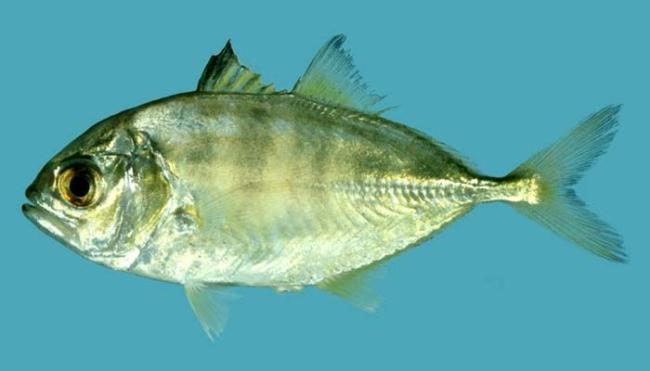 How to Use the Fish Classification Instance Segmentation API