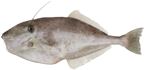 Fish Classification Instance Segmentation Dataset and Pre-Trained Model ...