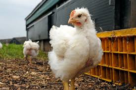 Bird_image Object Detection Dataset and Pre-Trained Model by Image annotations