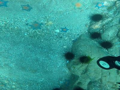 Underwater Object Detection Dataset by derek