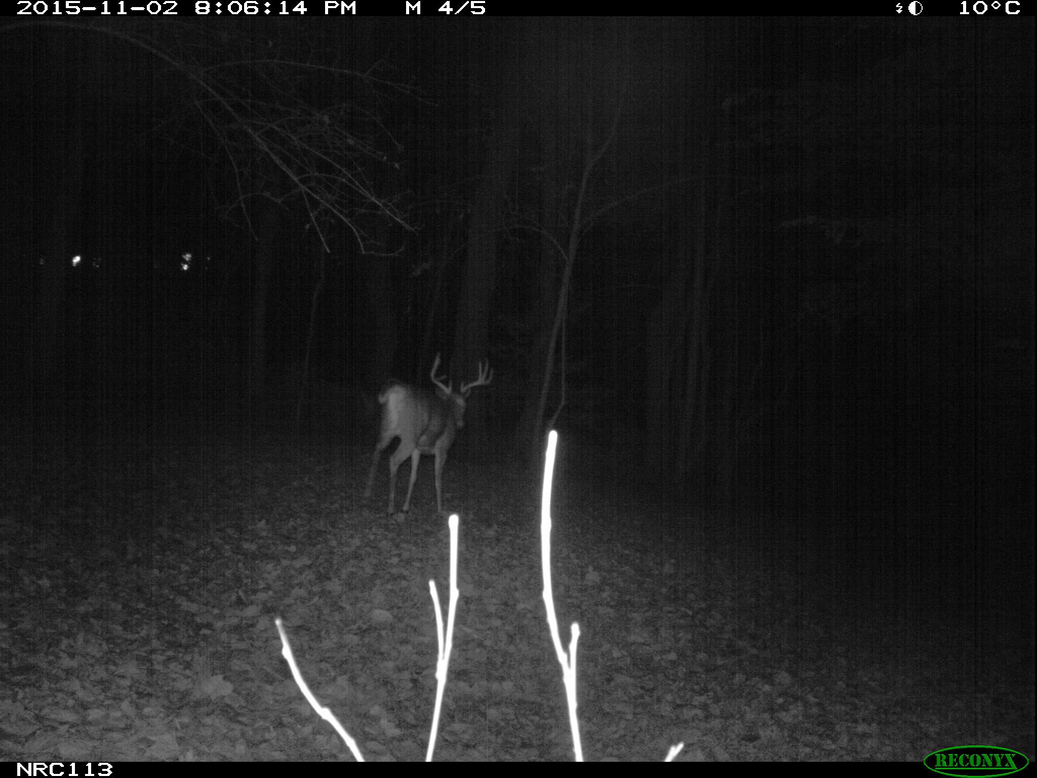 wild_animal_Detection Object Detection Dataset and Pre-Trained Model by ...