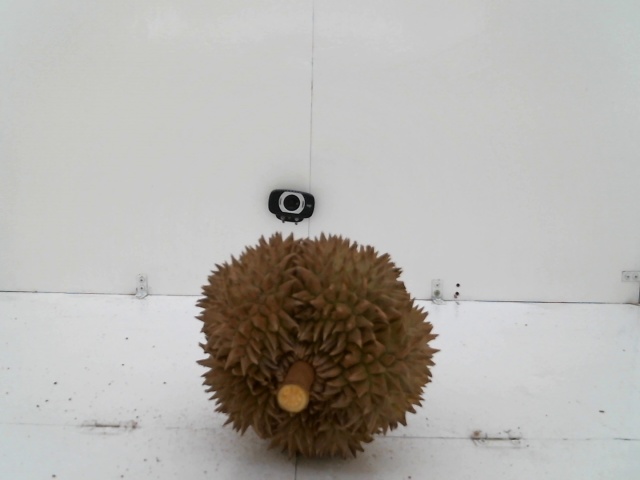 Durian Classifier-PUYAT Classification Dataset and Pre-Trained Model by thesis