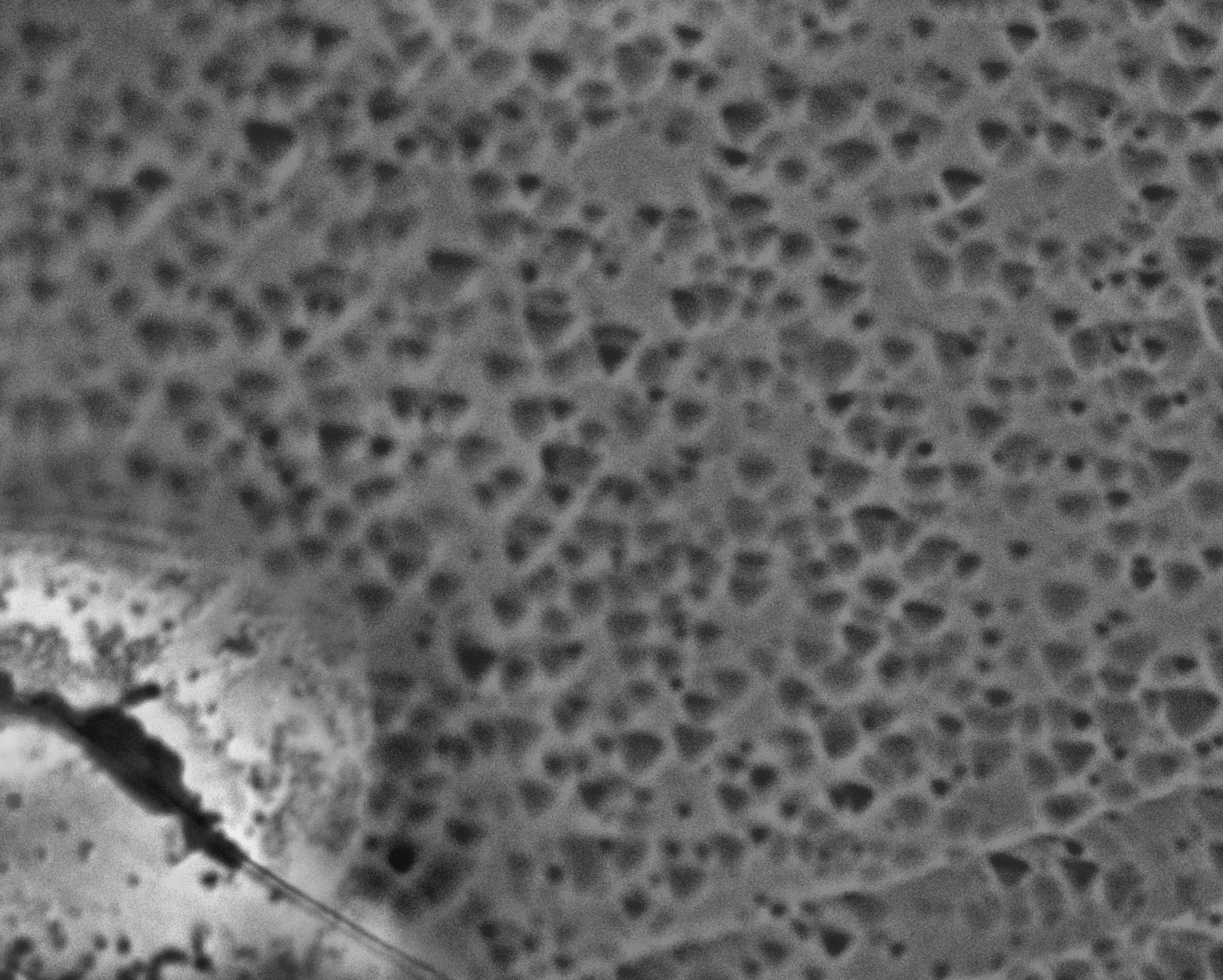 How to Use the Alpha Recoil Tracks Object Detection API