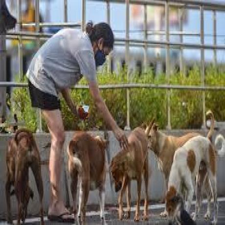 dogs_final_dataset Object Detection Dataset and Pre-Trained Model by ...