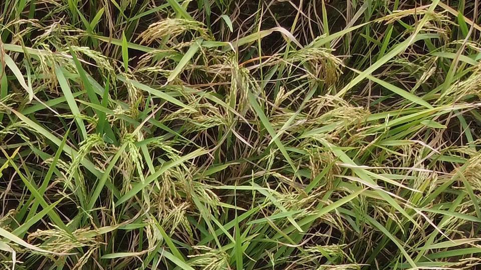 Rice-Panicle Final Object Detection Dataset by EWURicedataset