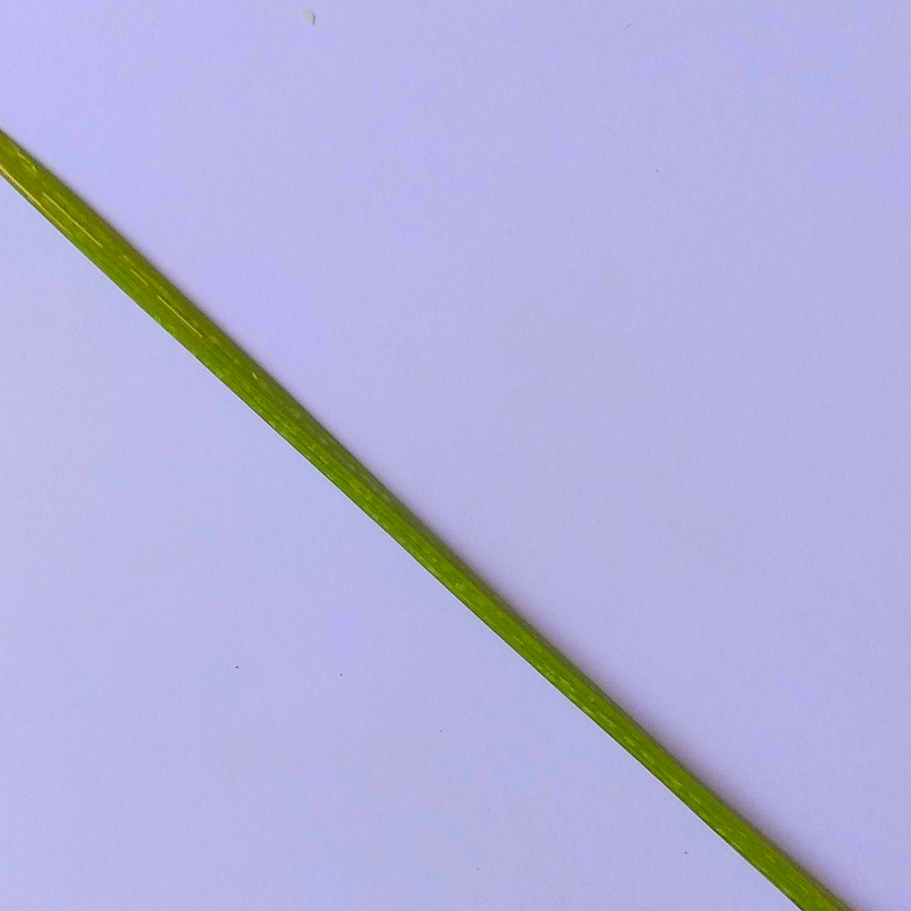 hispa Classification Dataset by the first