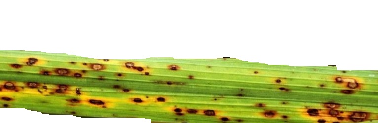 brown Classification Dataset by the first