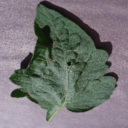 Tomato___Target_Spot Classification Dataset by the first