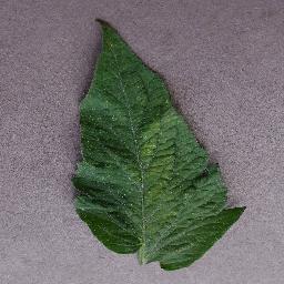 Tomato___Spider_mites Two-spotted_spider_mite Classification Dataset by ...