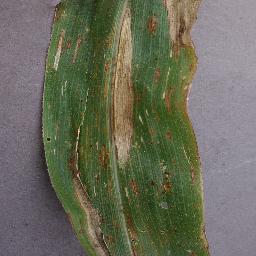 Corn___Northern_Leaf_Blight Classification Dataset by the first